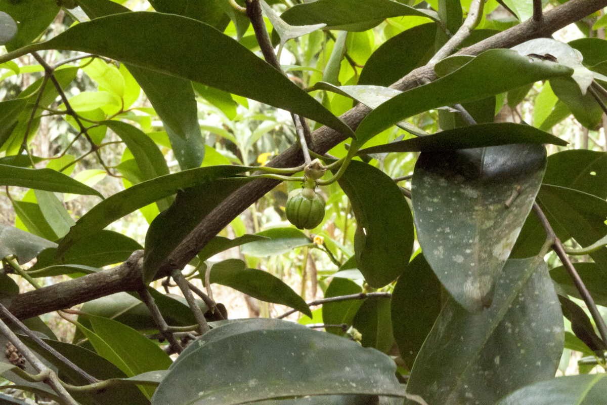 Kudam puli bio - Épices Shira | Épices Shira